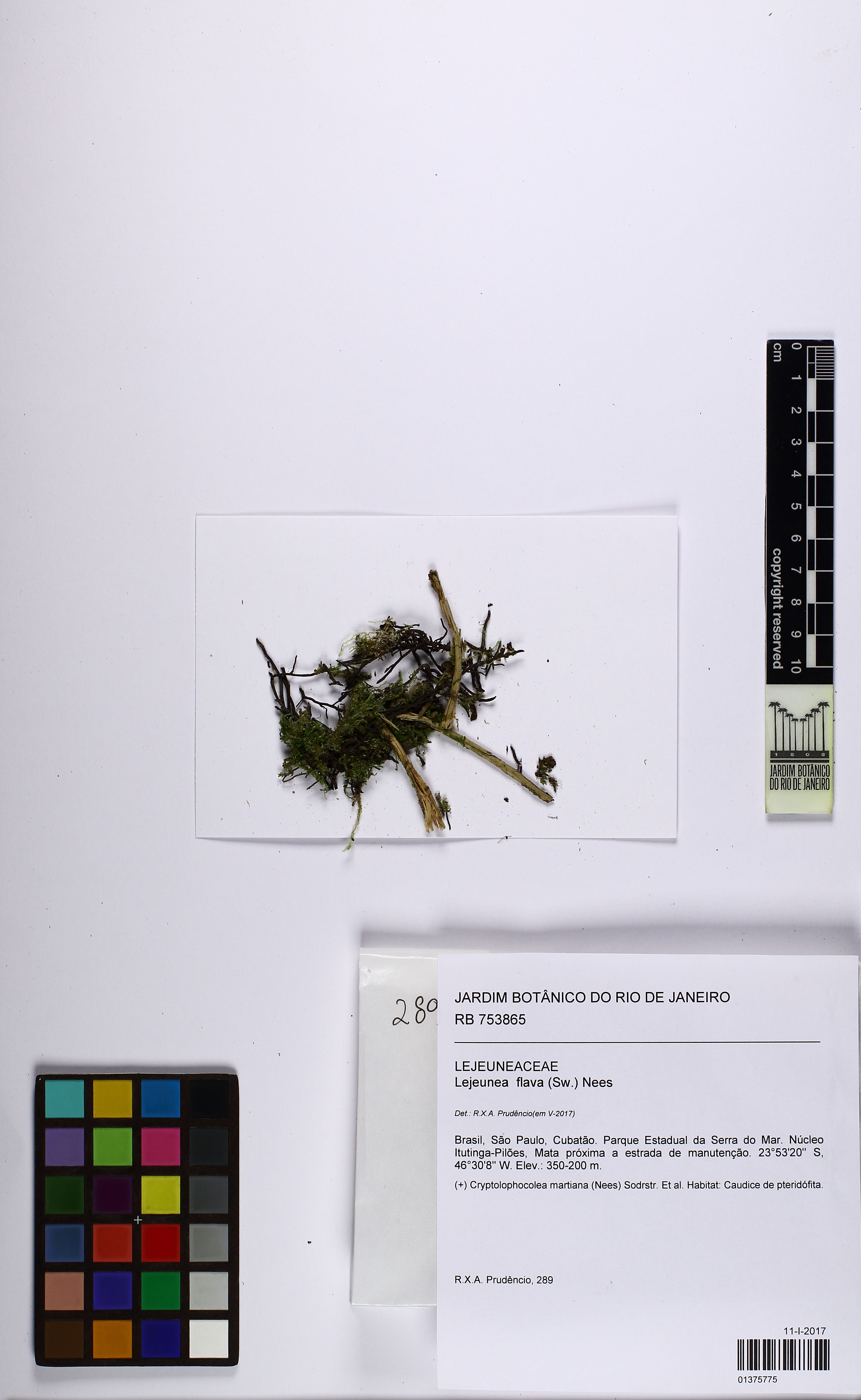 Lejeunea flava (Sw.) Nees