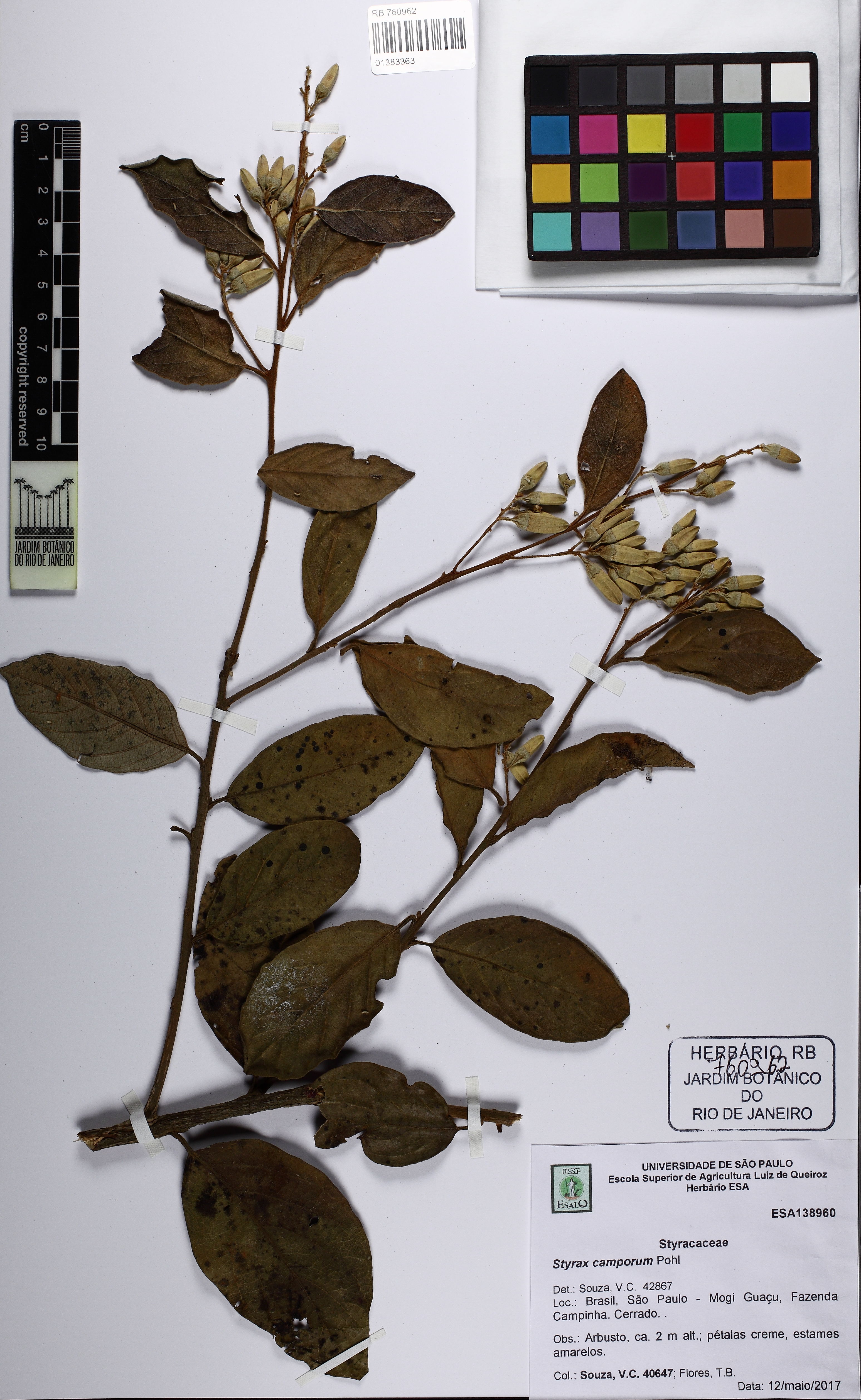 Styrax camporum Pohl