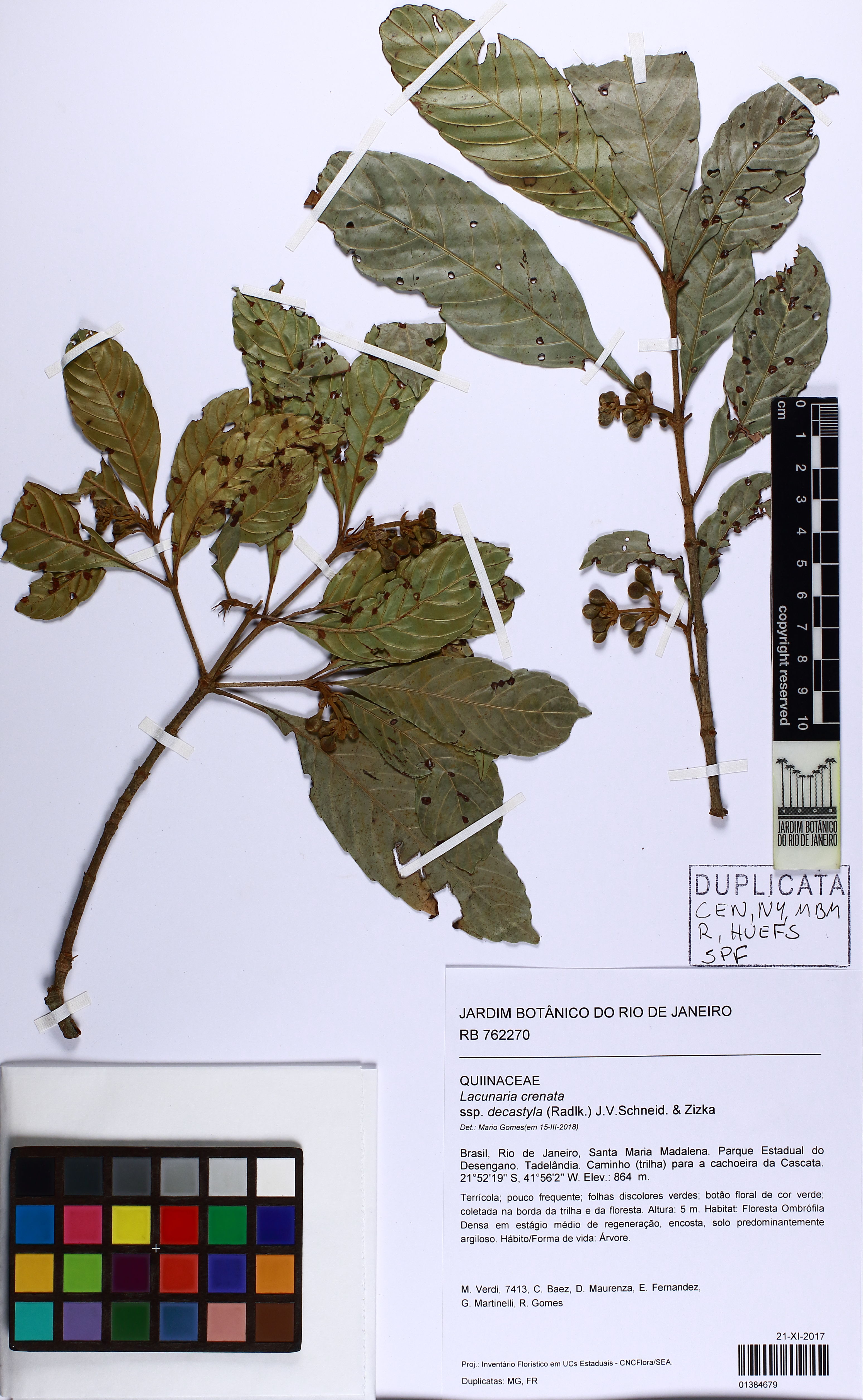 Lacunaria crenata (Tul.) A.C.Sm.