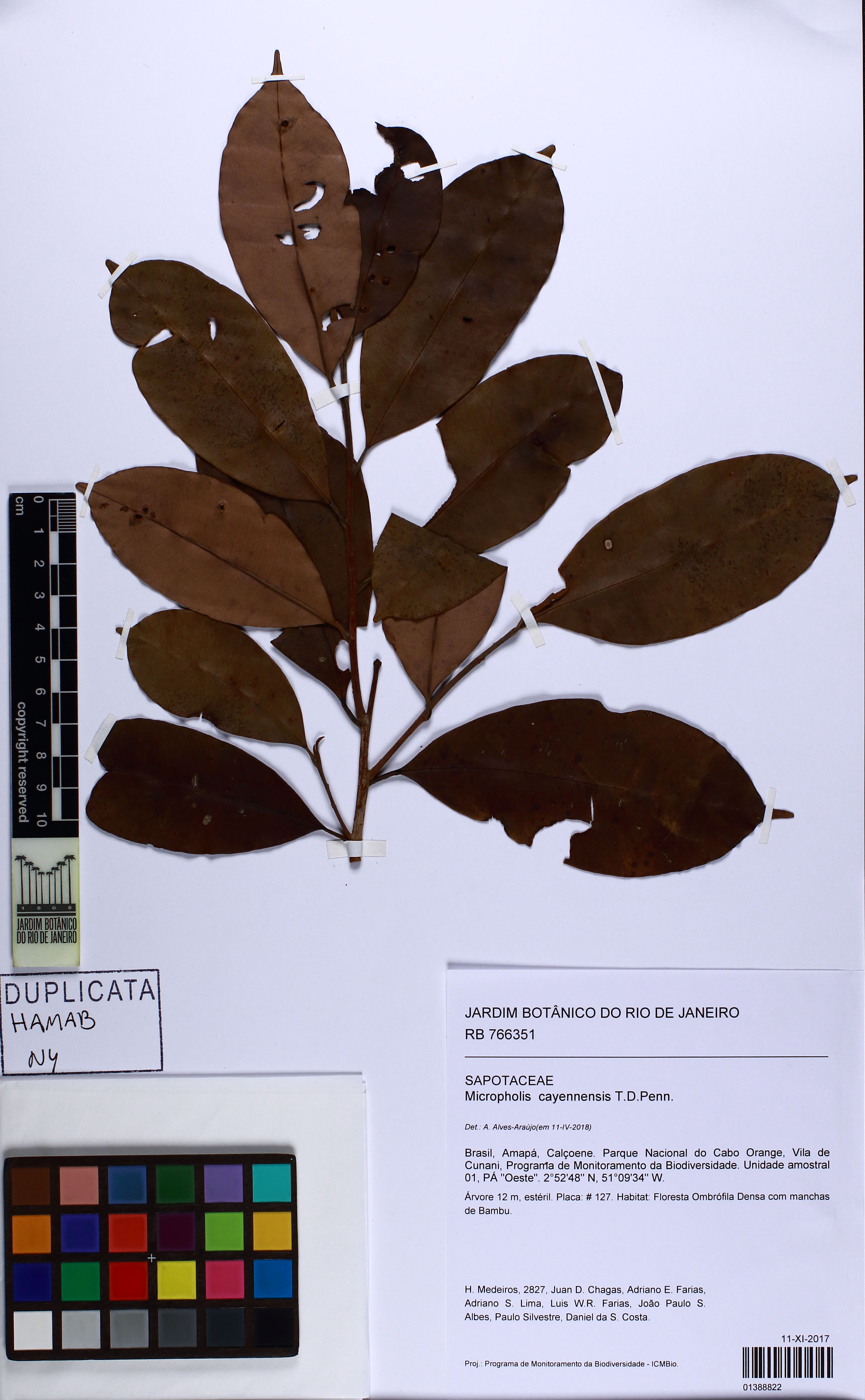 Micropholis cayennensis T.D.Penn.