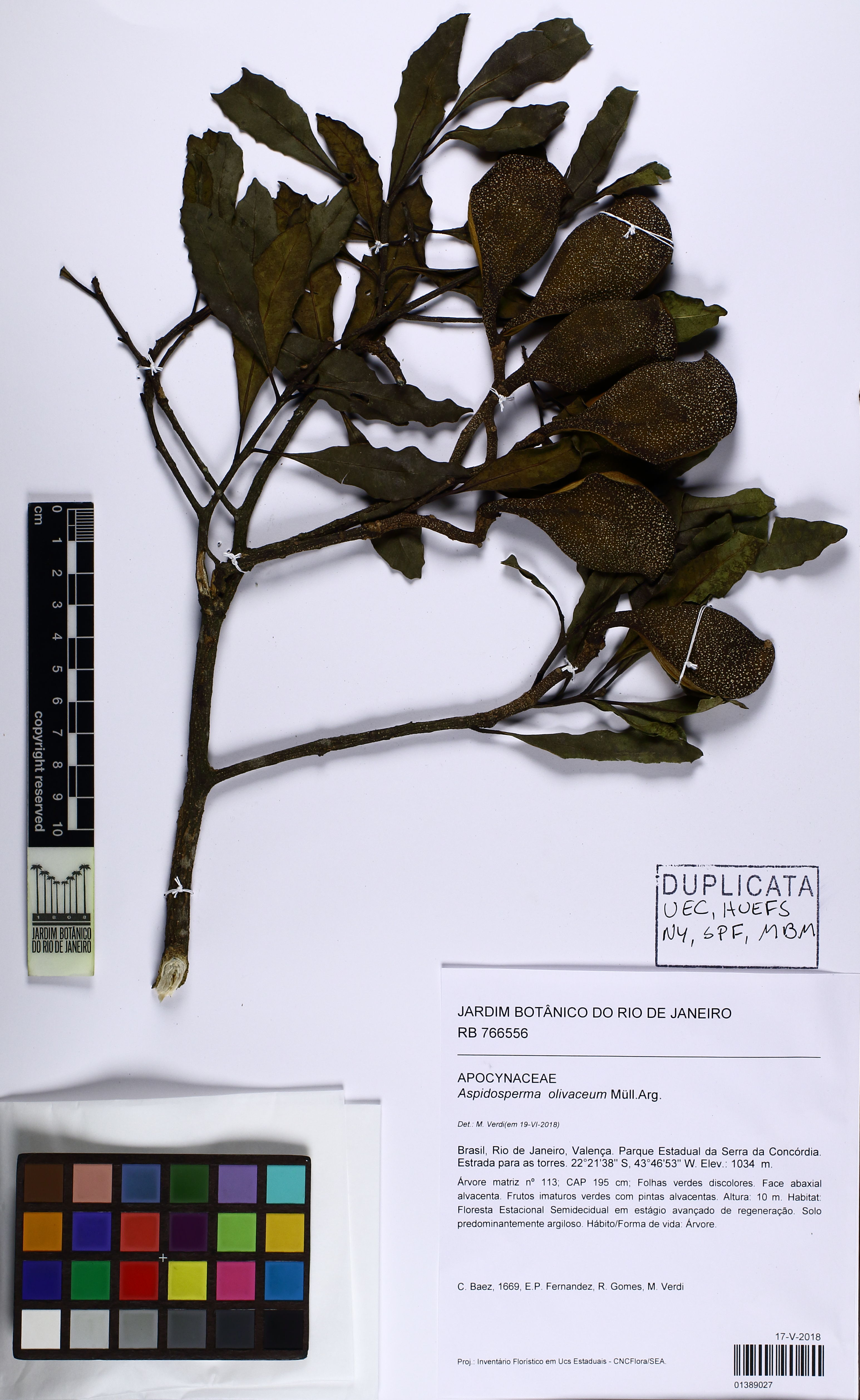 Aspidosperma olivaceum Müll.Arg.