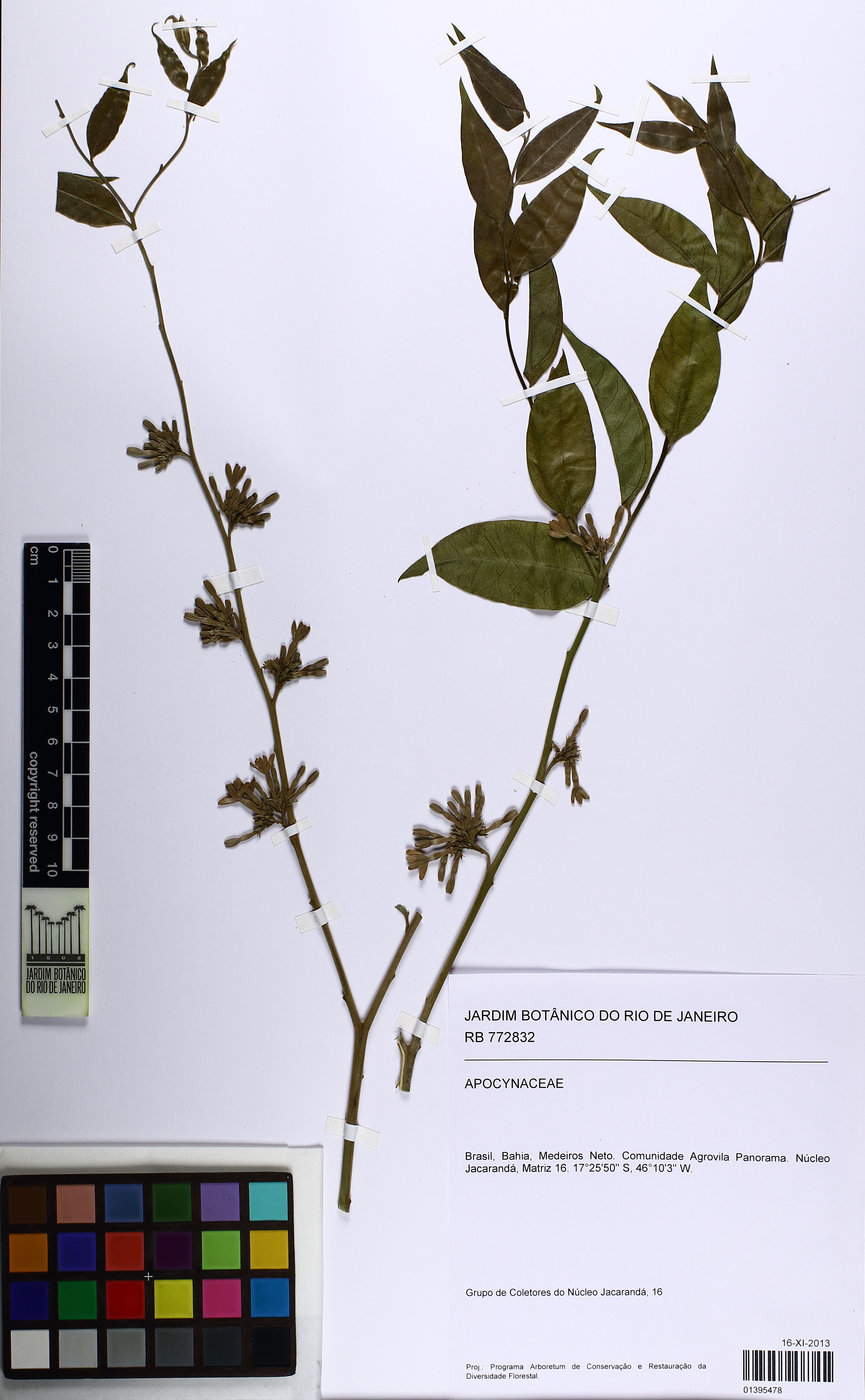 Geissospermum laeve (Vell.) Miers