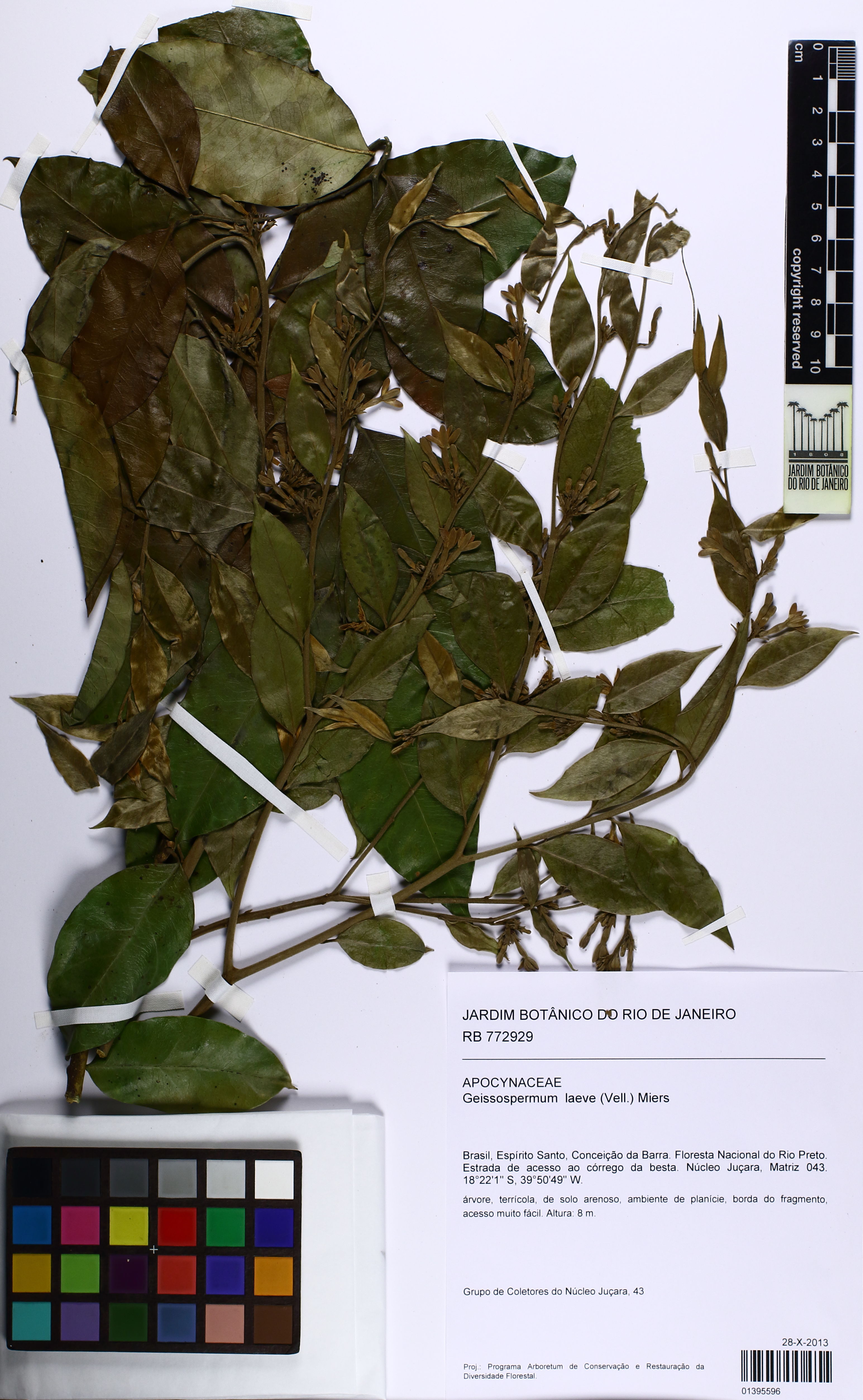 Geissospermum laeve (Vell.) Miers