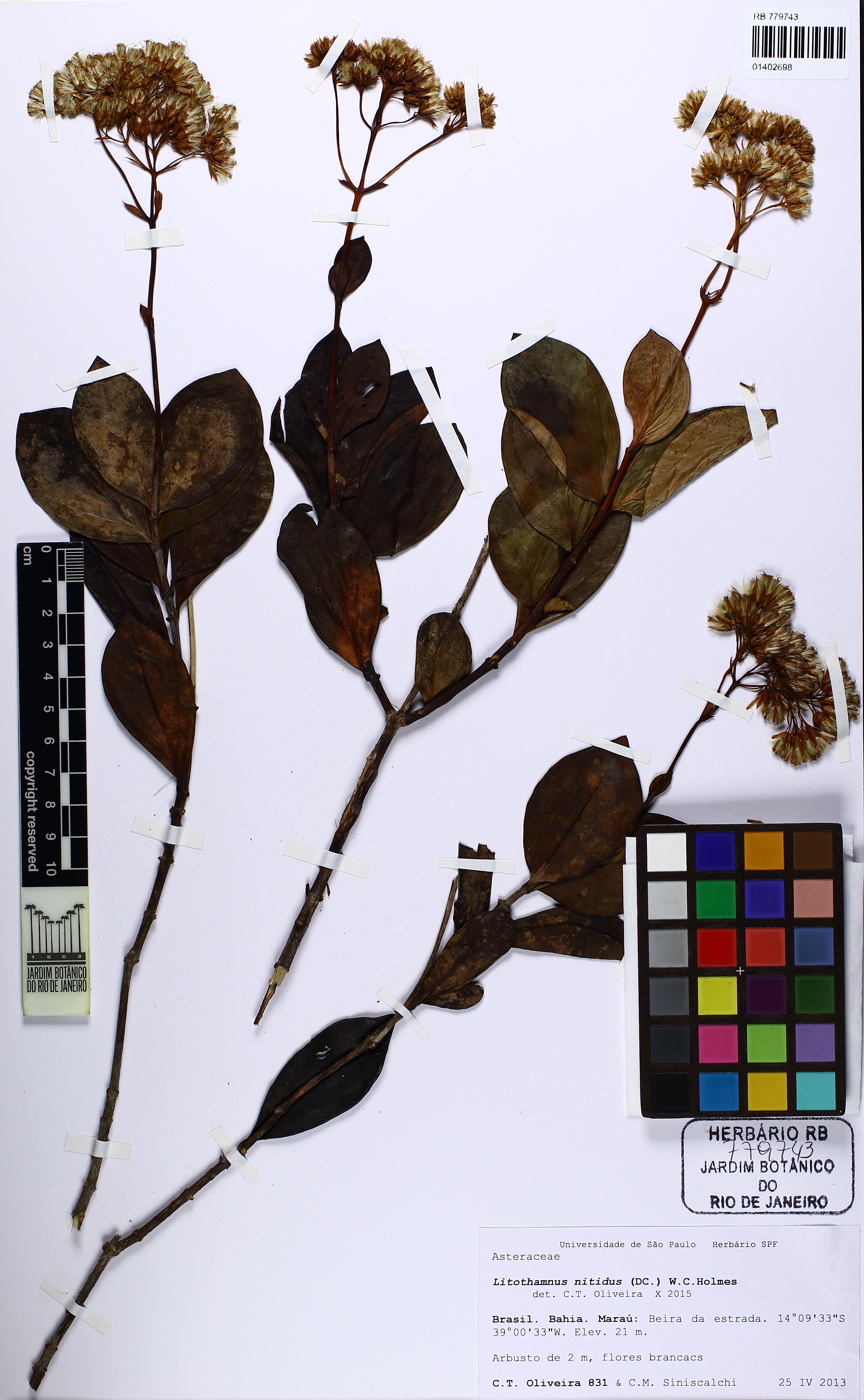 Litothamnus nitidus (DC.) W.C.Holmes