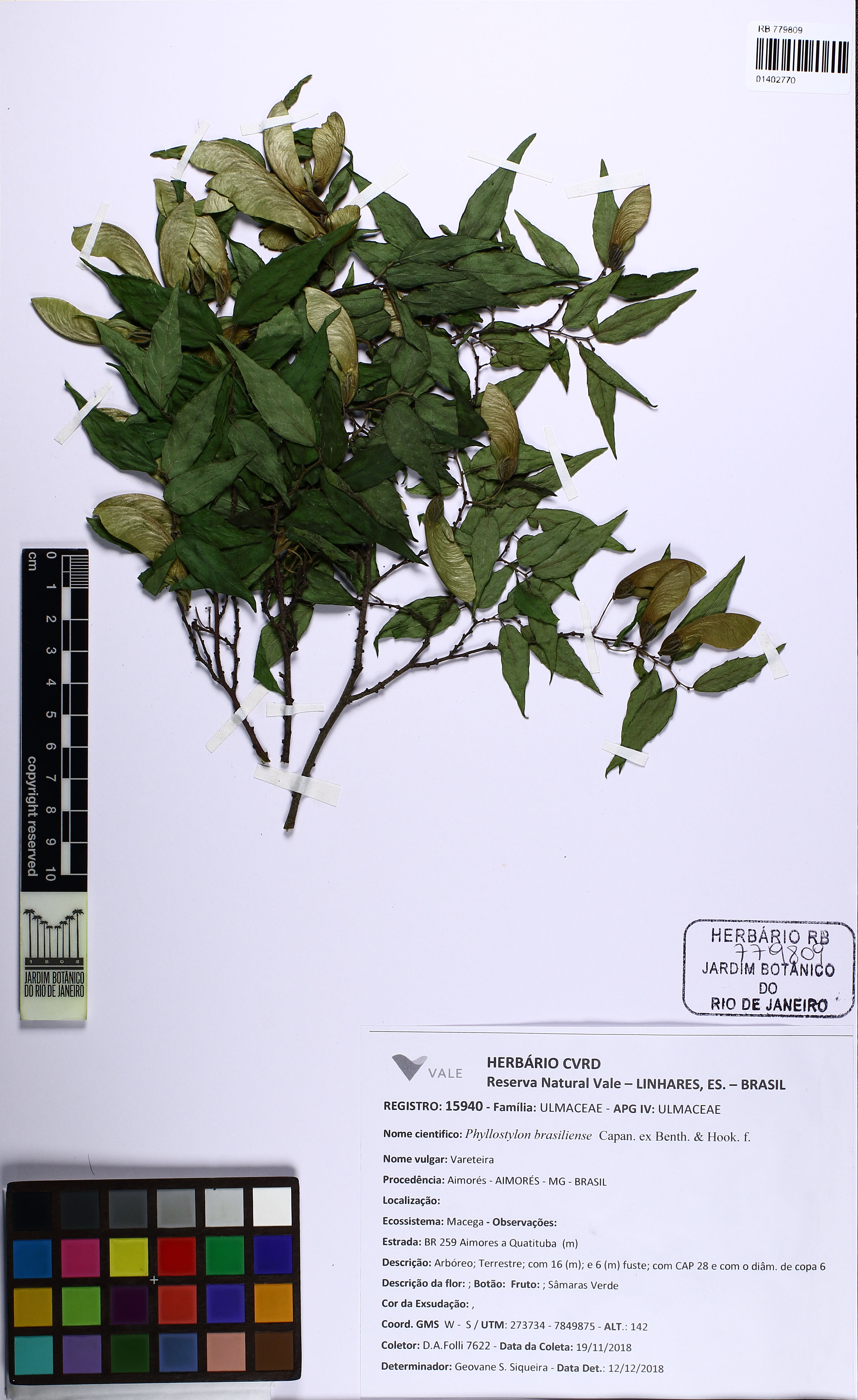 Phyllostylon rhamnoides (Poiss.) Taub.