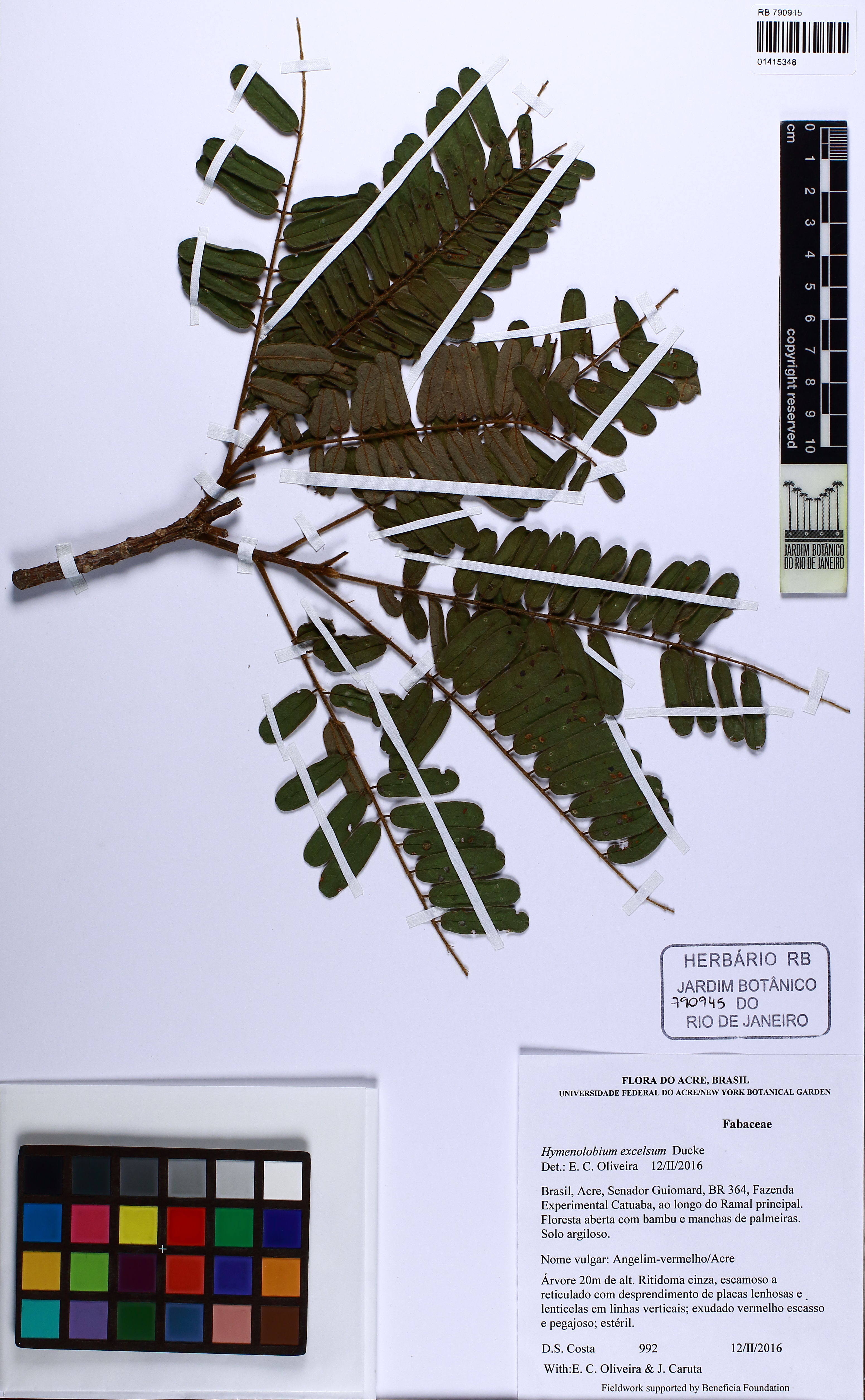 Hymenolobium excelsum Ducke