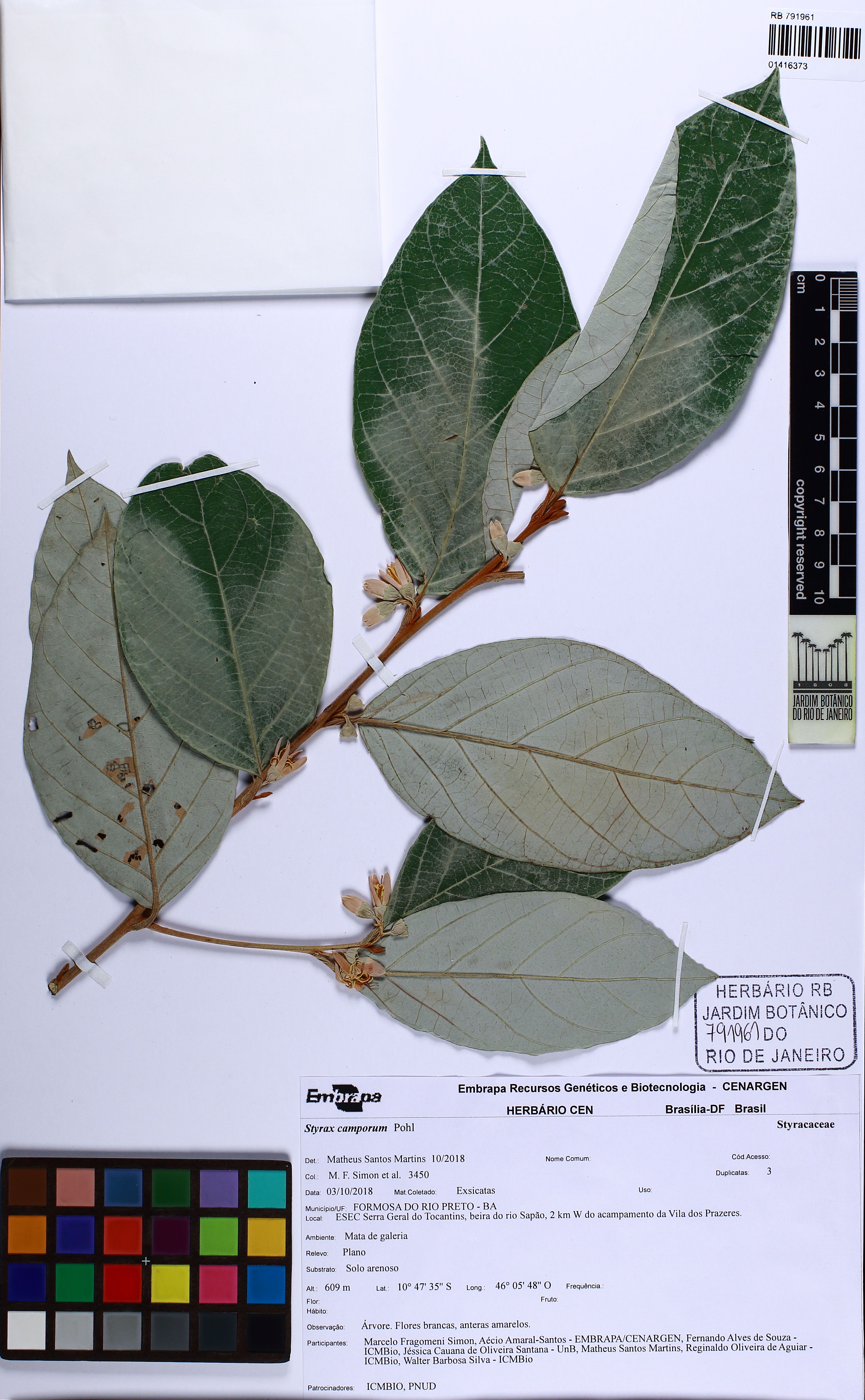 Styrax camporum Pohl