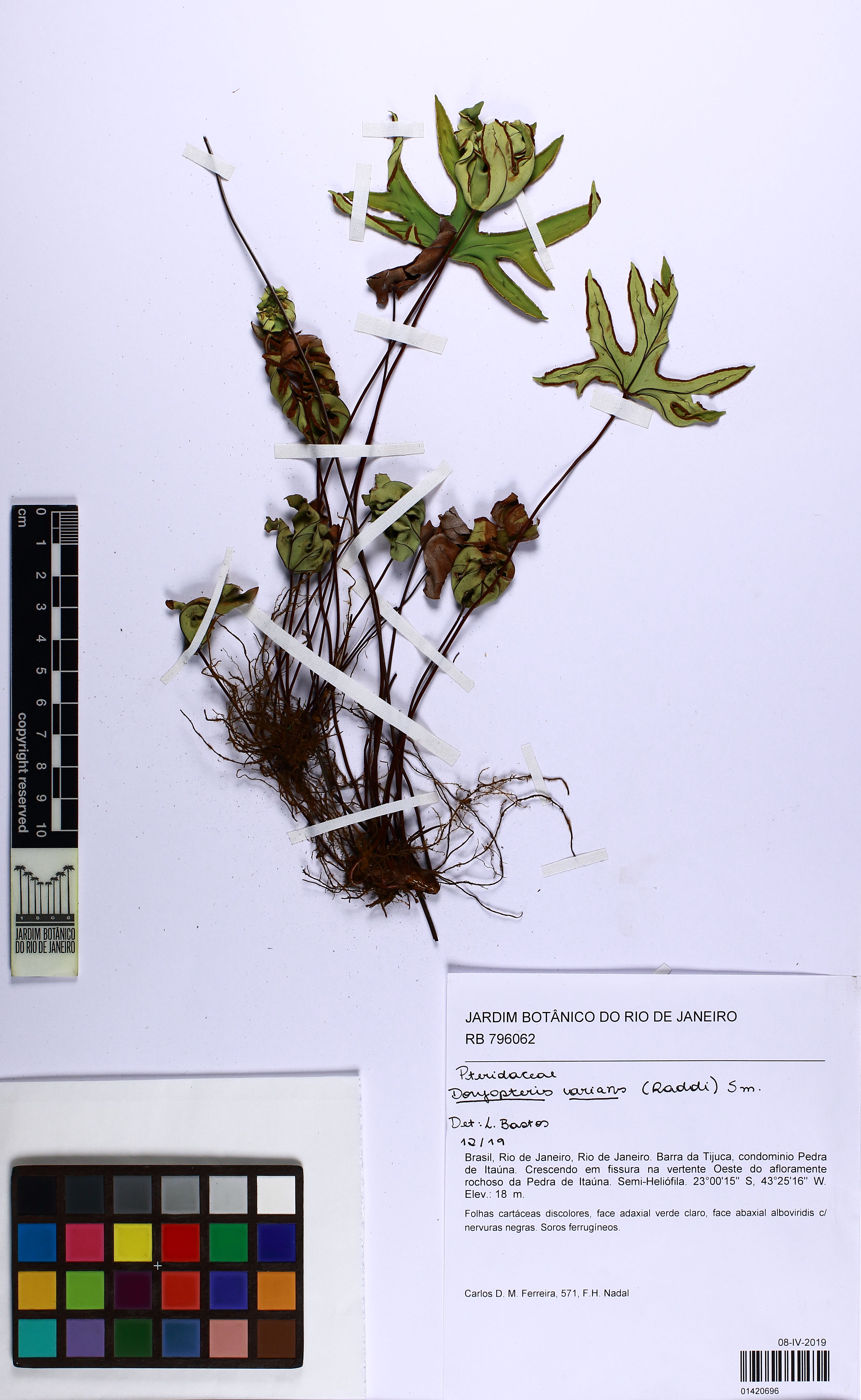 Doryopteris collina (Raddi) J.Sm.