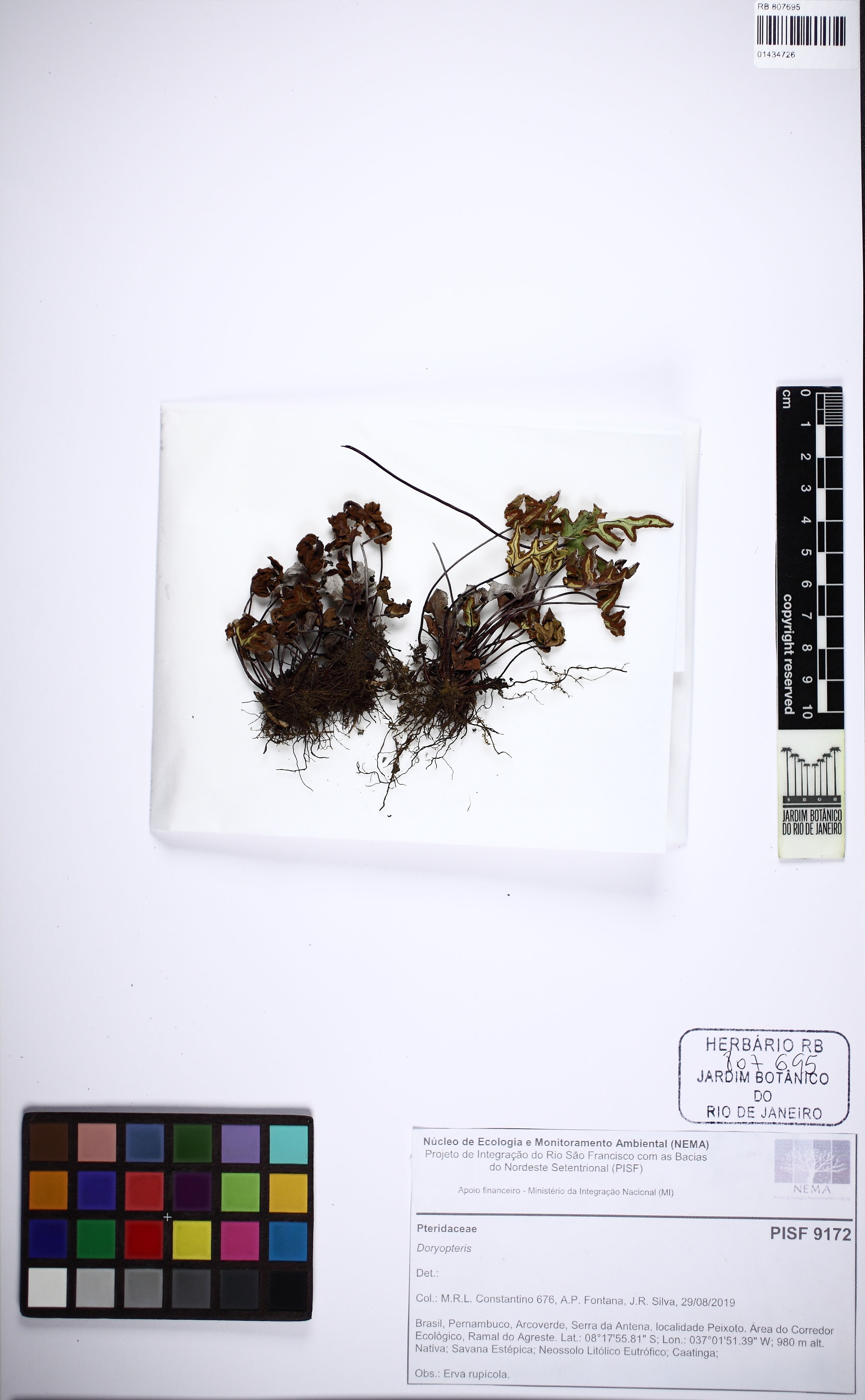 Doryopteris collina (Raddi) J.Sm.