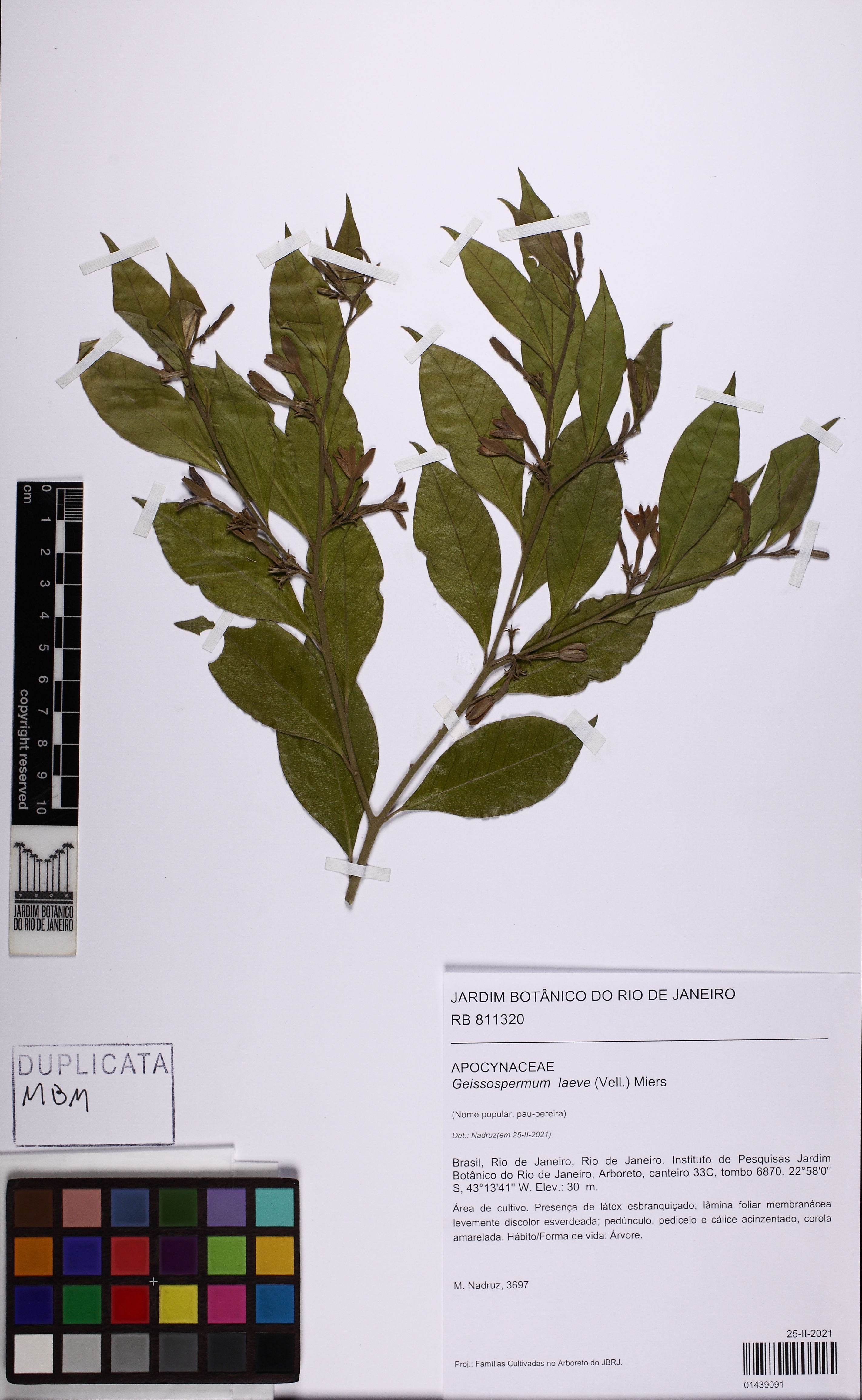 Geissospermum laeve (Vell.) Miers