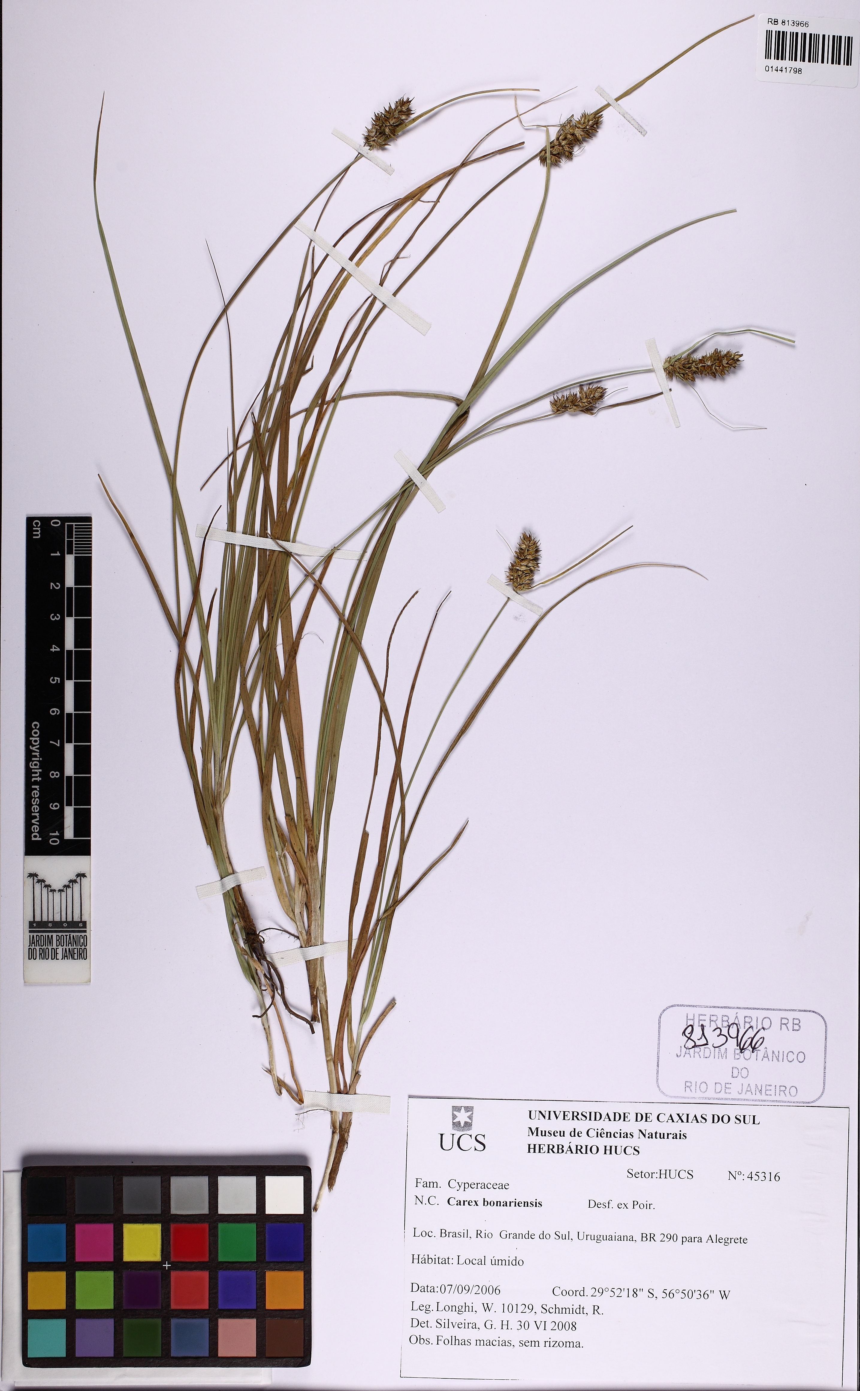 Carex bonariensis Desf. ex Poir.
