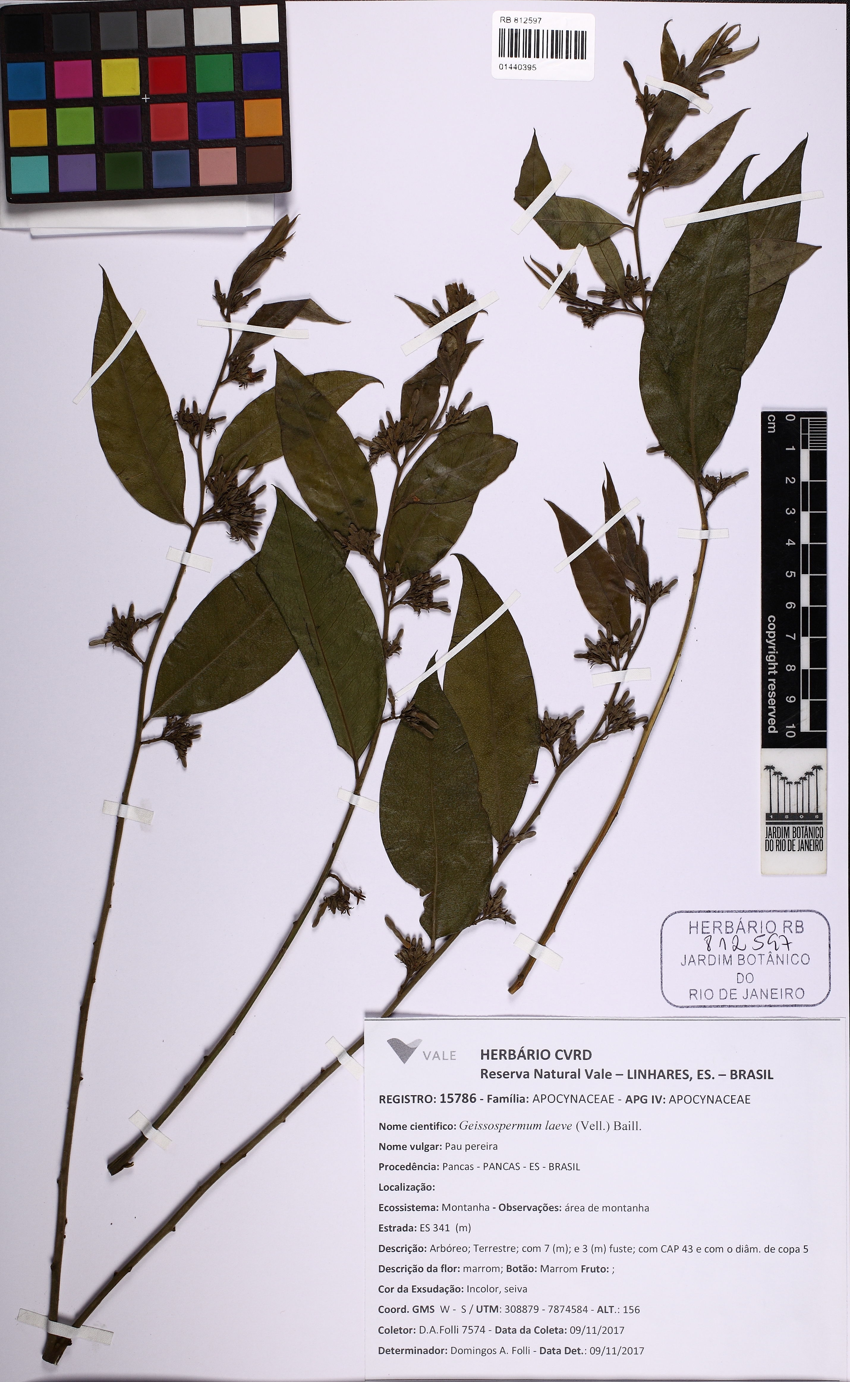 Geissospermum laeve (Vell.) Miers