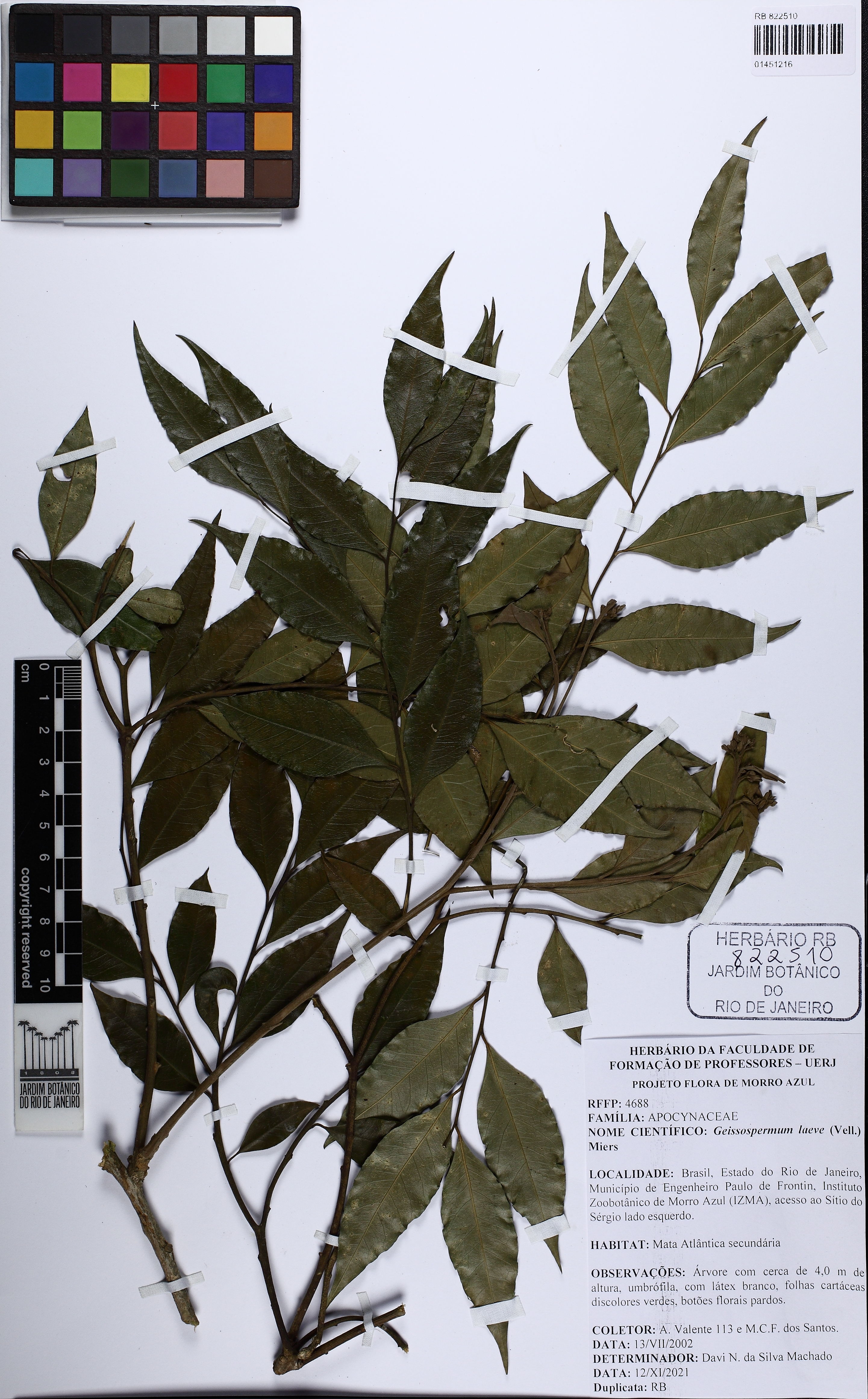 Geissospermum laeve (Vell.) Miers