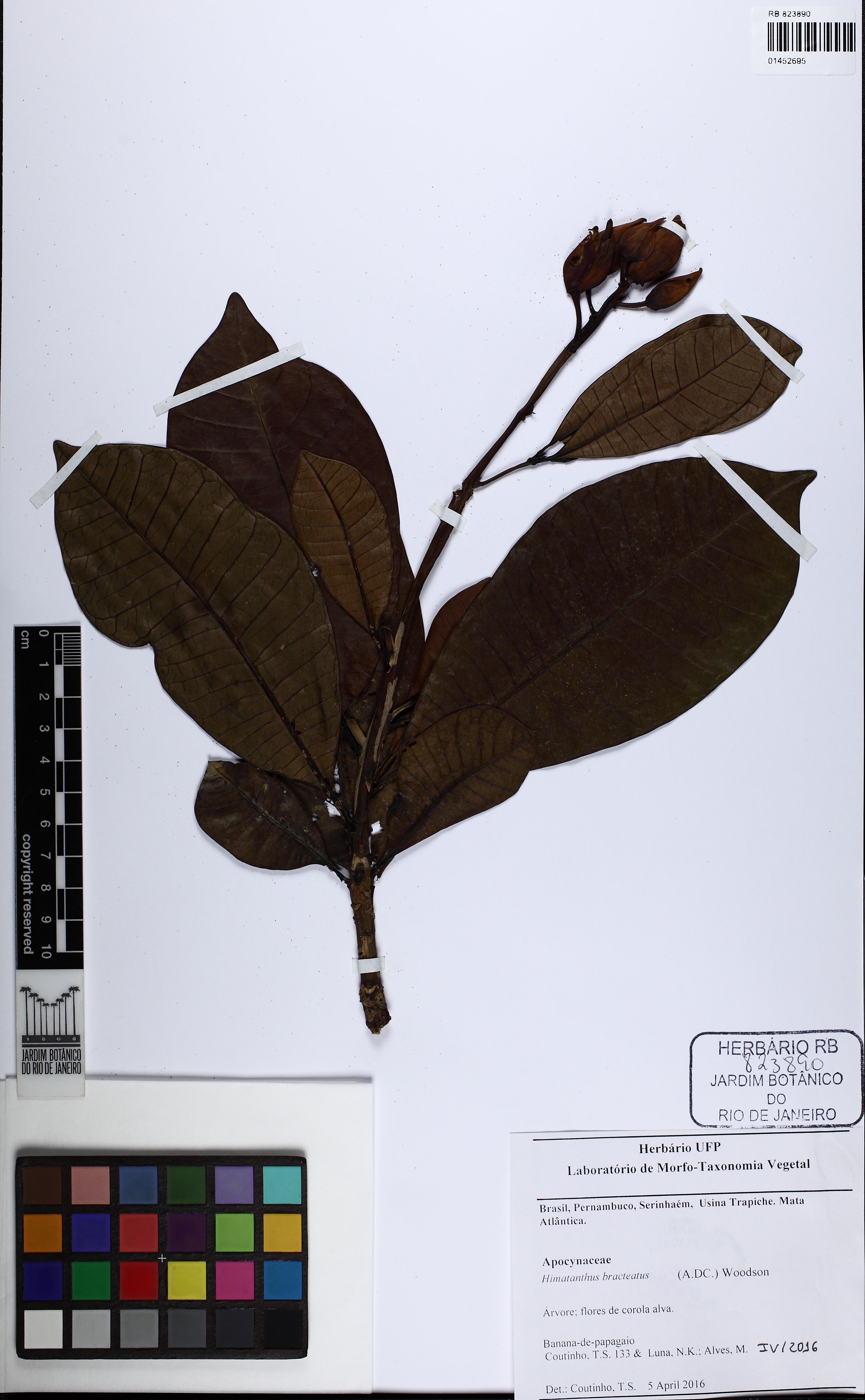 Himatanthus bracteatus (A.DC.) Woodson